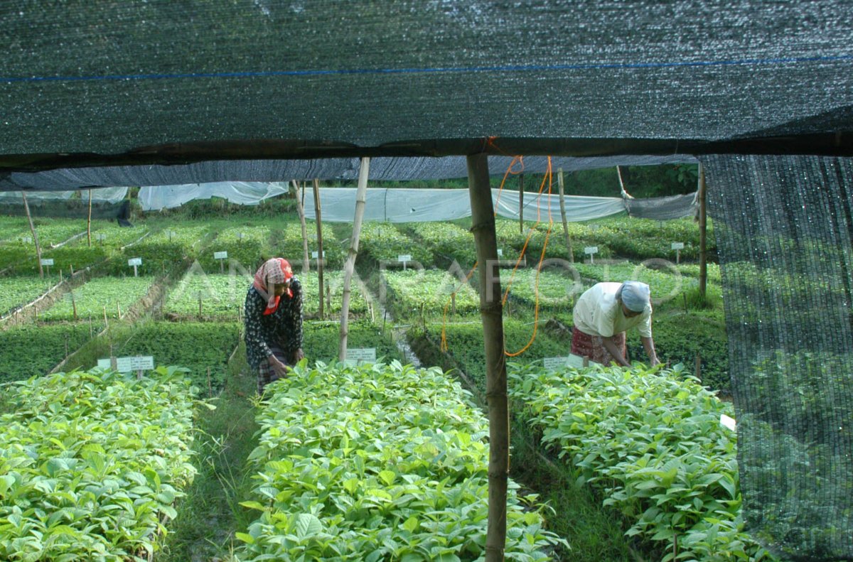 Desa SIMULASI WEB DESA